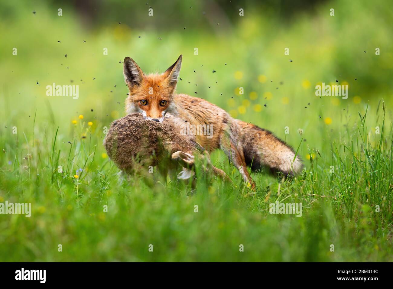 Arctic Fox Eating A Rabbit