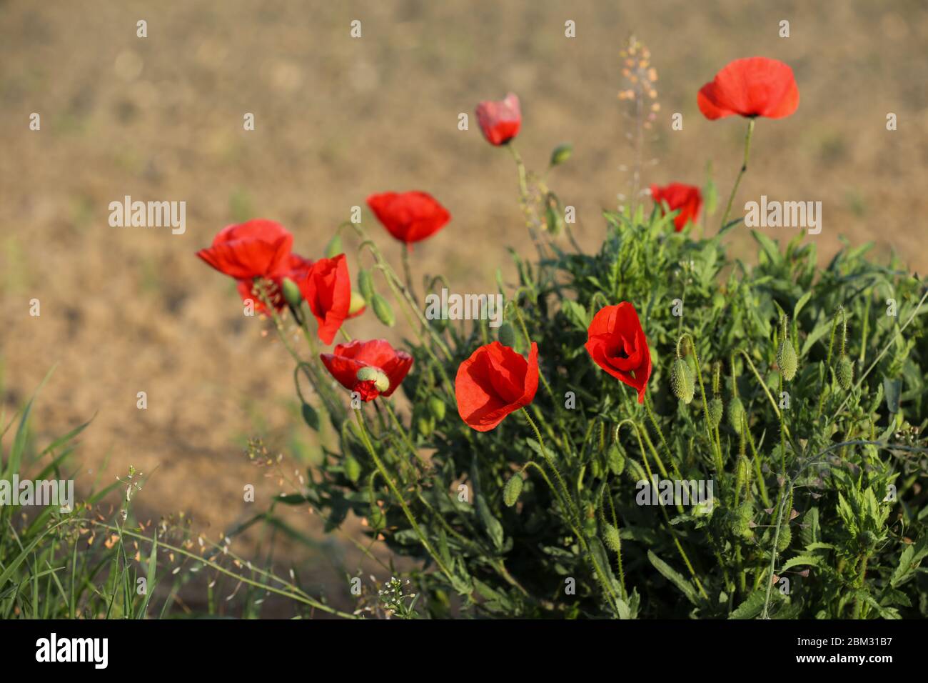Corn poppy plant flower red Stock Photo - Alamy