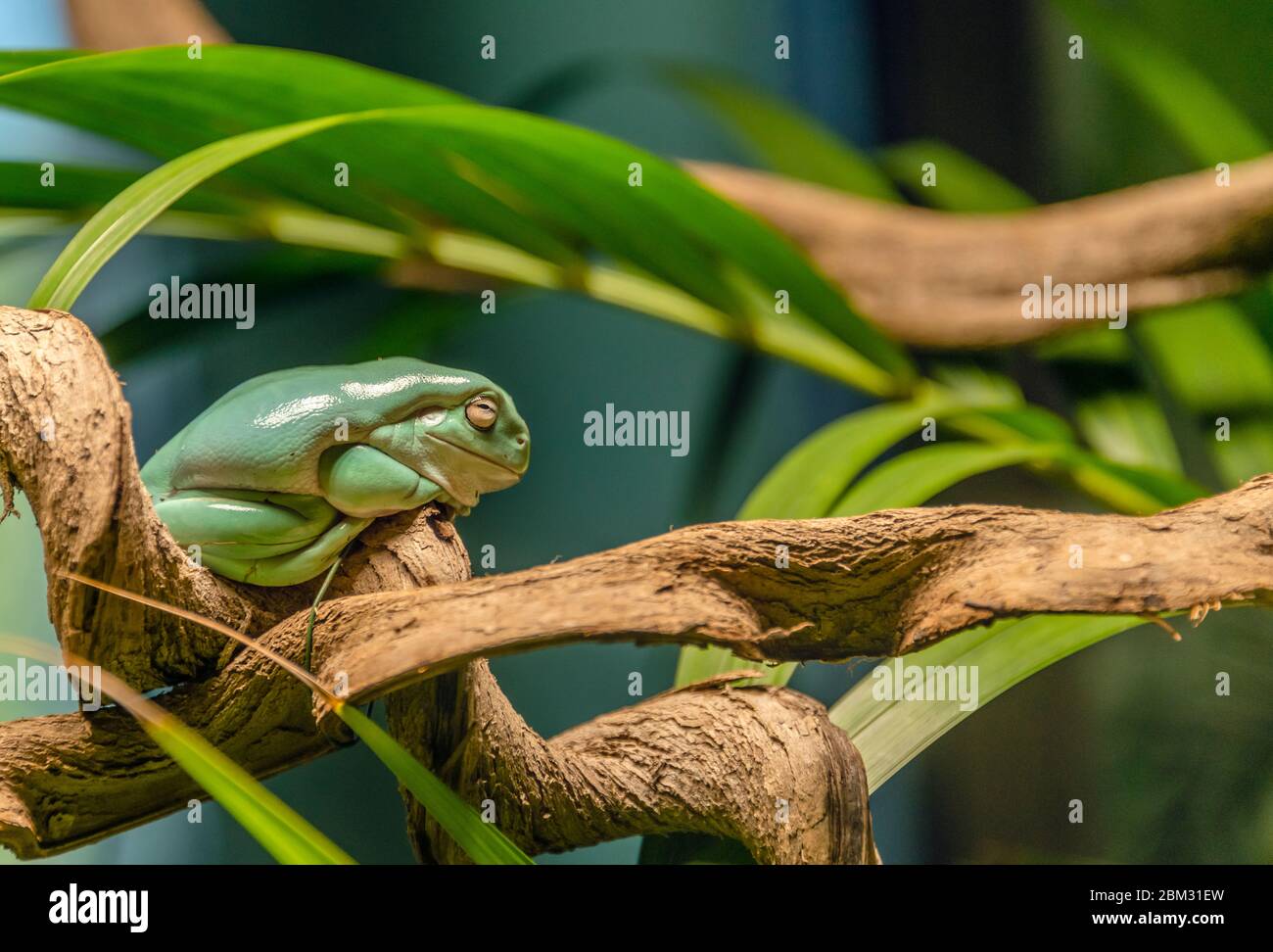 Coral fingered tree frog (Litoria caerulea) in the aquarium of Berlin ...