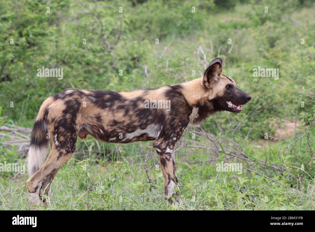 Wildehond hi-res stock photography and images - Alamy