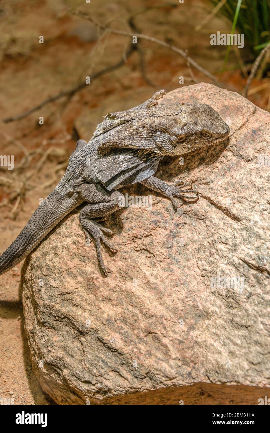 Frill- necked Lizard sitting on a stone in the aquarium of Berlin Zoo ...