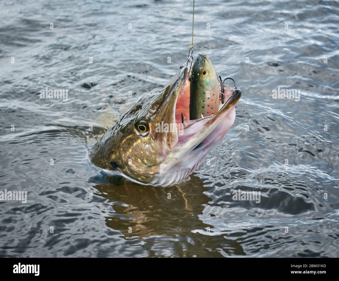 Large size Northern pike strikes softbait lure on April spring day just ...