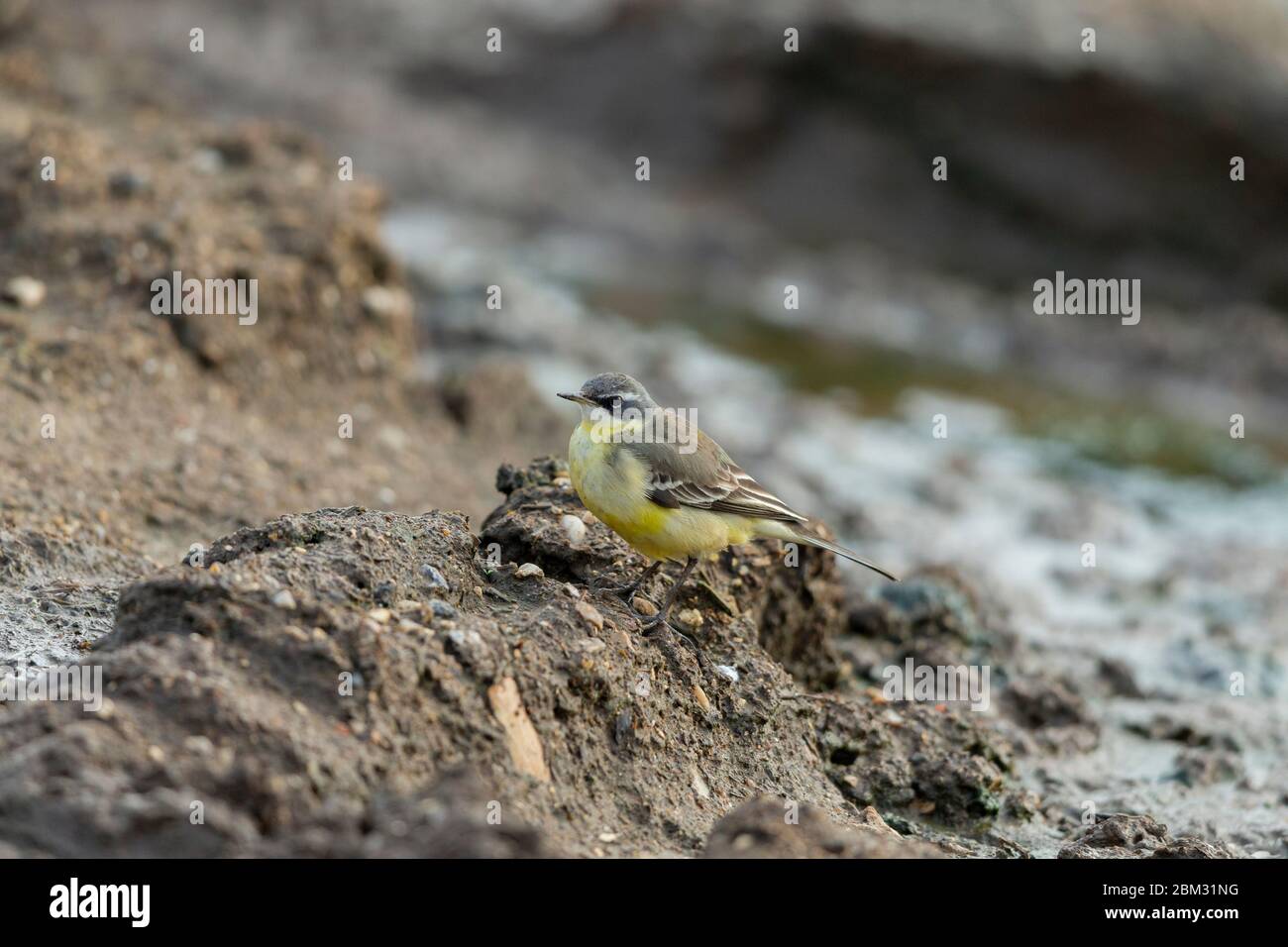 Blue headed yellow wagtail hi-res stock photography and images - Alamy