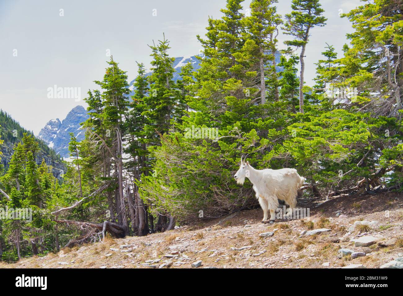 A Mountain Goat in a Forest Stock Photo - Alamy