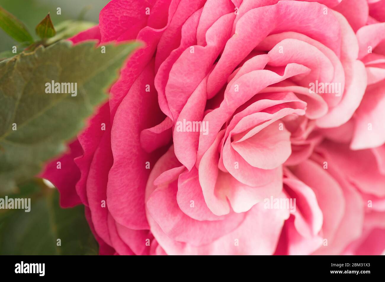 Miniature rose bush hi-res stock photography and images - Alamy