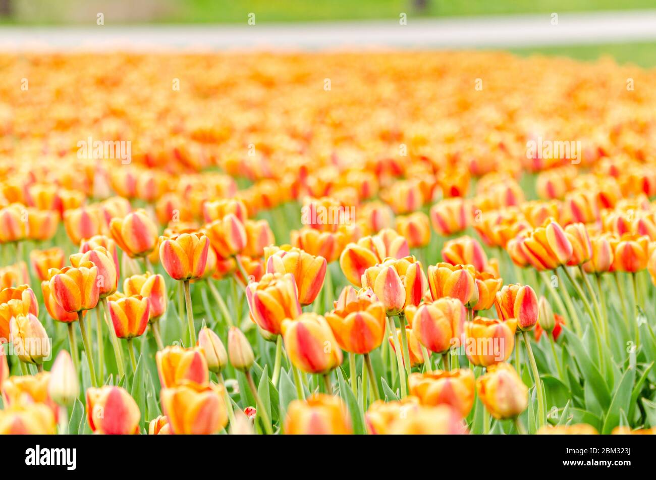 so many flowersLondon Ontario Springbank park Spring Tulips Stock Photo ...