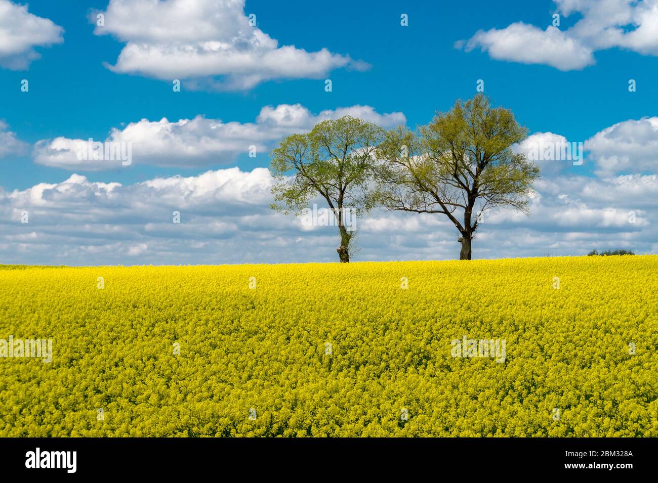 Vivid colors of yellow field in rural landscape with two distant ...