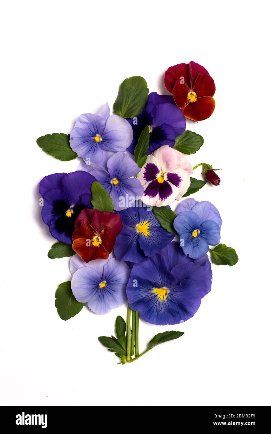 Violet flower background Cut Out Stock Images & Pictures - Alamy