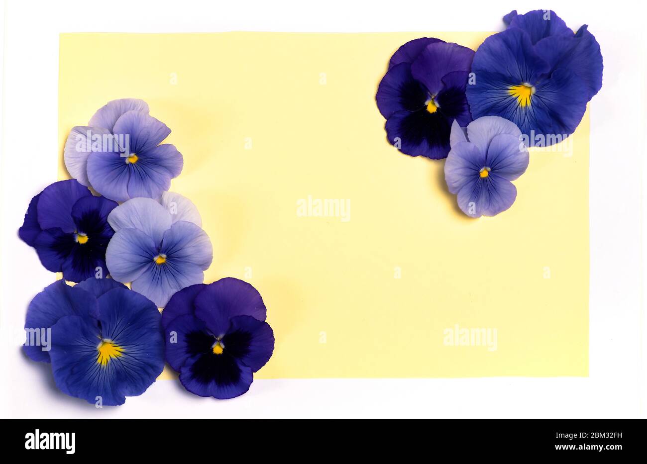 Viola plant violet flower in blossom arrangement with copy space Stock ...