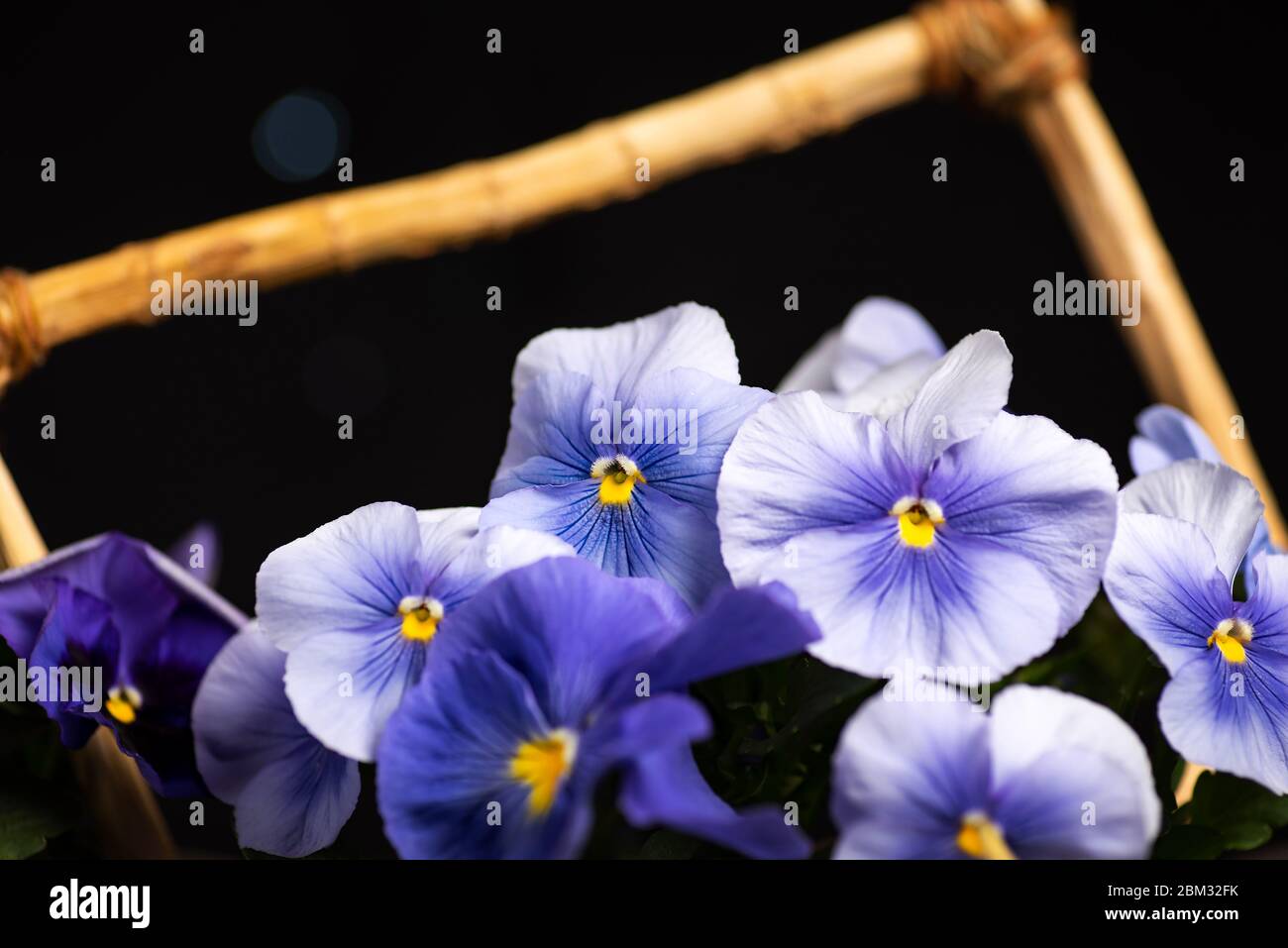 Violet flower in blossom arrangement on dark background with copy space ...