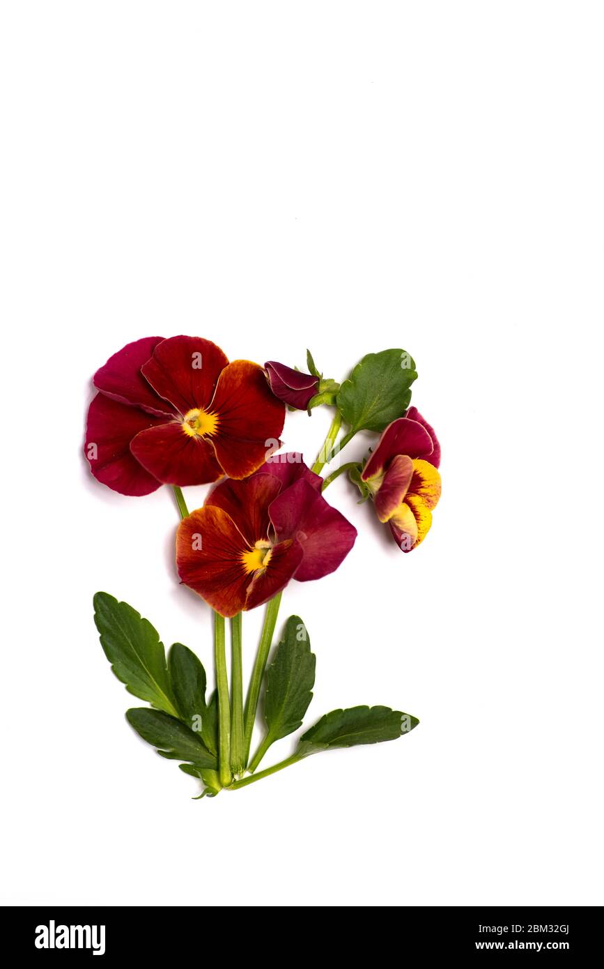 Viola tricolor Cut Out Stock Images & Pictures - Alamy