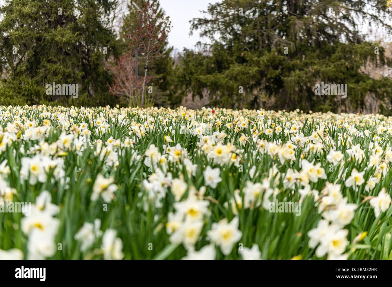 Springbank park london ontario hi-res stock photography and images - Alamy