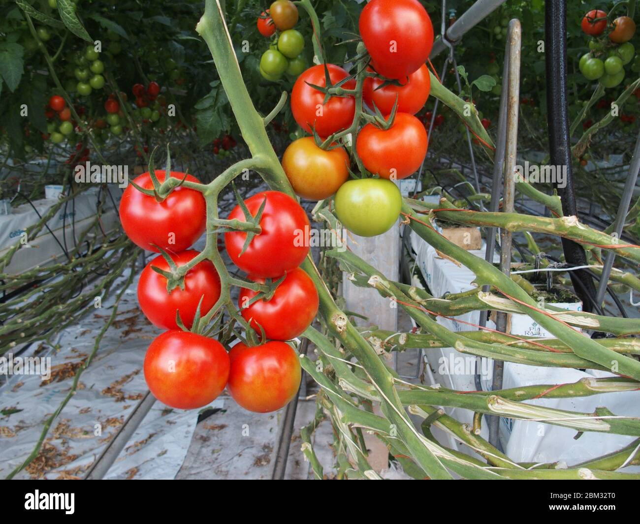 Tomatoes being grown in 4 acre glasshouse Stock Photo - Alamy