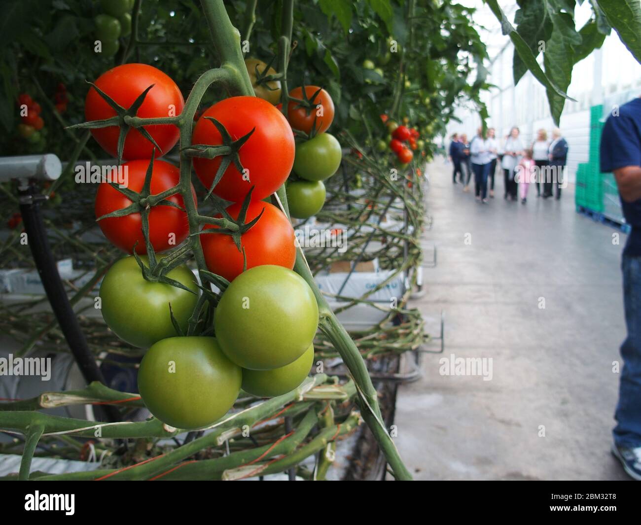 Tomatoes being grown in 4 acre glasshouse, open to the public Stock ...