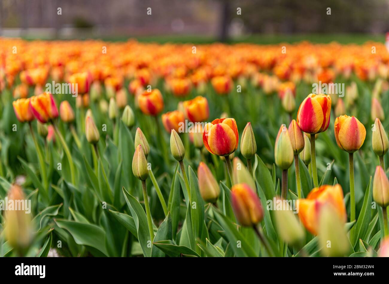 Springbank park london ontario hi-res stock photography and images - Alamy