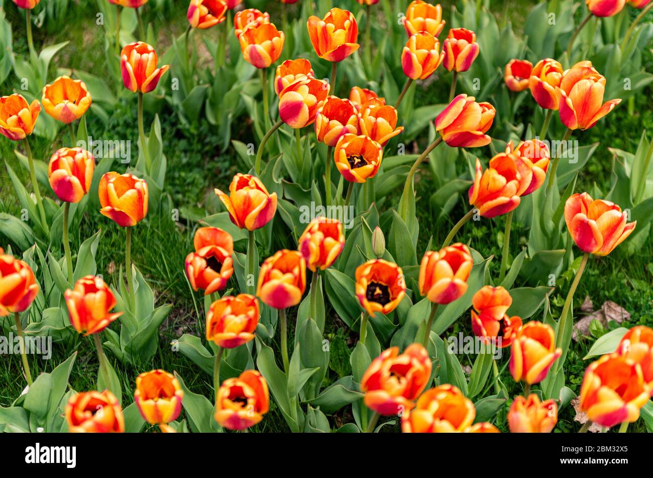 Springbank park london ontario hi-res stock photography and images - Alamy