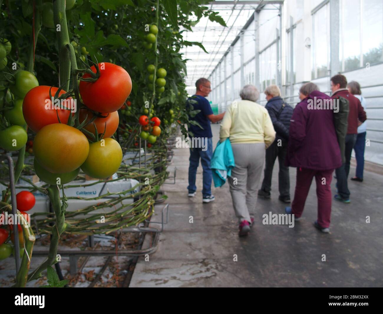 Tomatoes being grown in 4 acre glasshouse, open to the public Stock ...