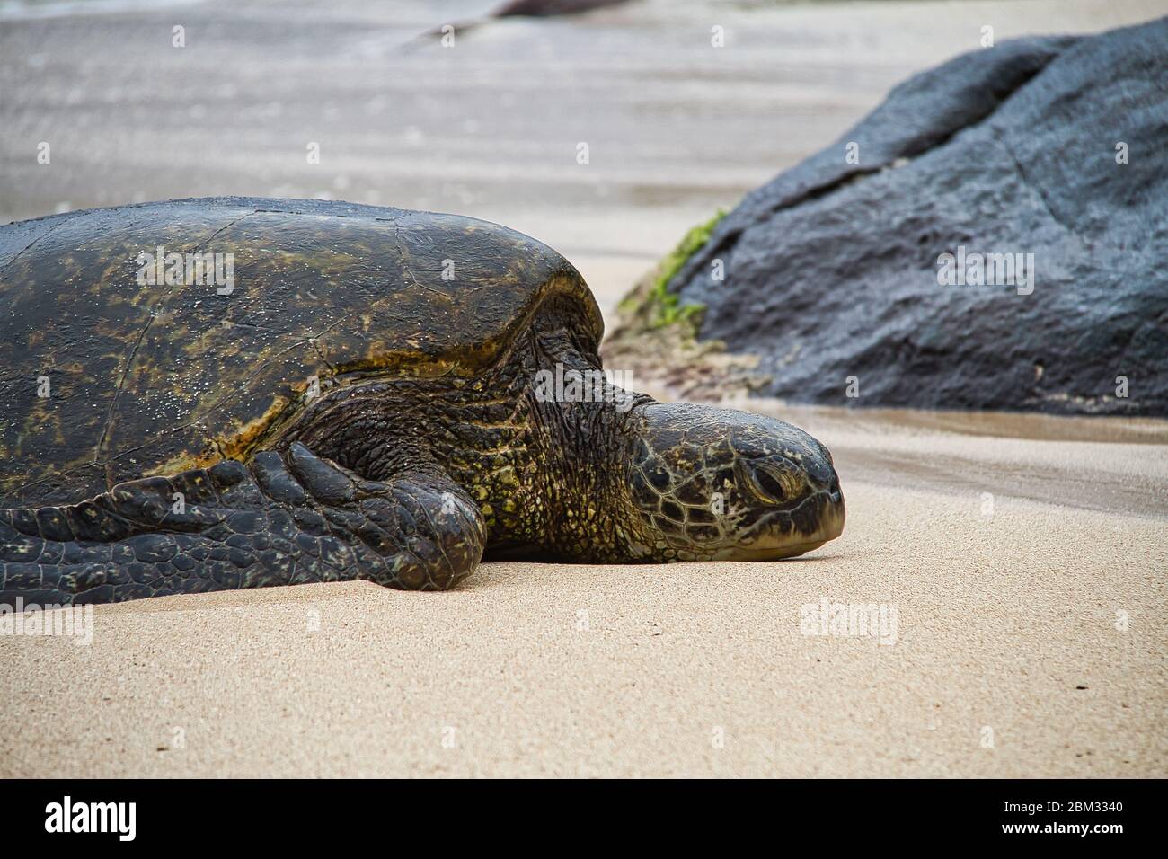 Sea Turtle Resting on the Beach Stock Photo - Alamy