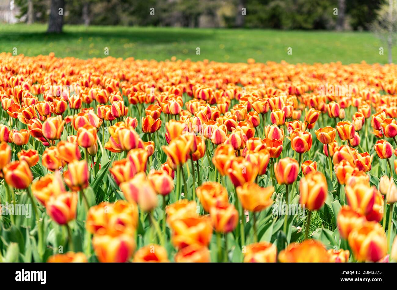 so many flowersLondon Ontario Springbank park Spring Tulips Stock Photo ...
