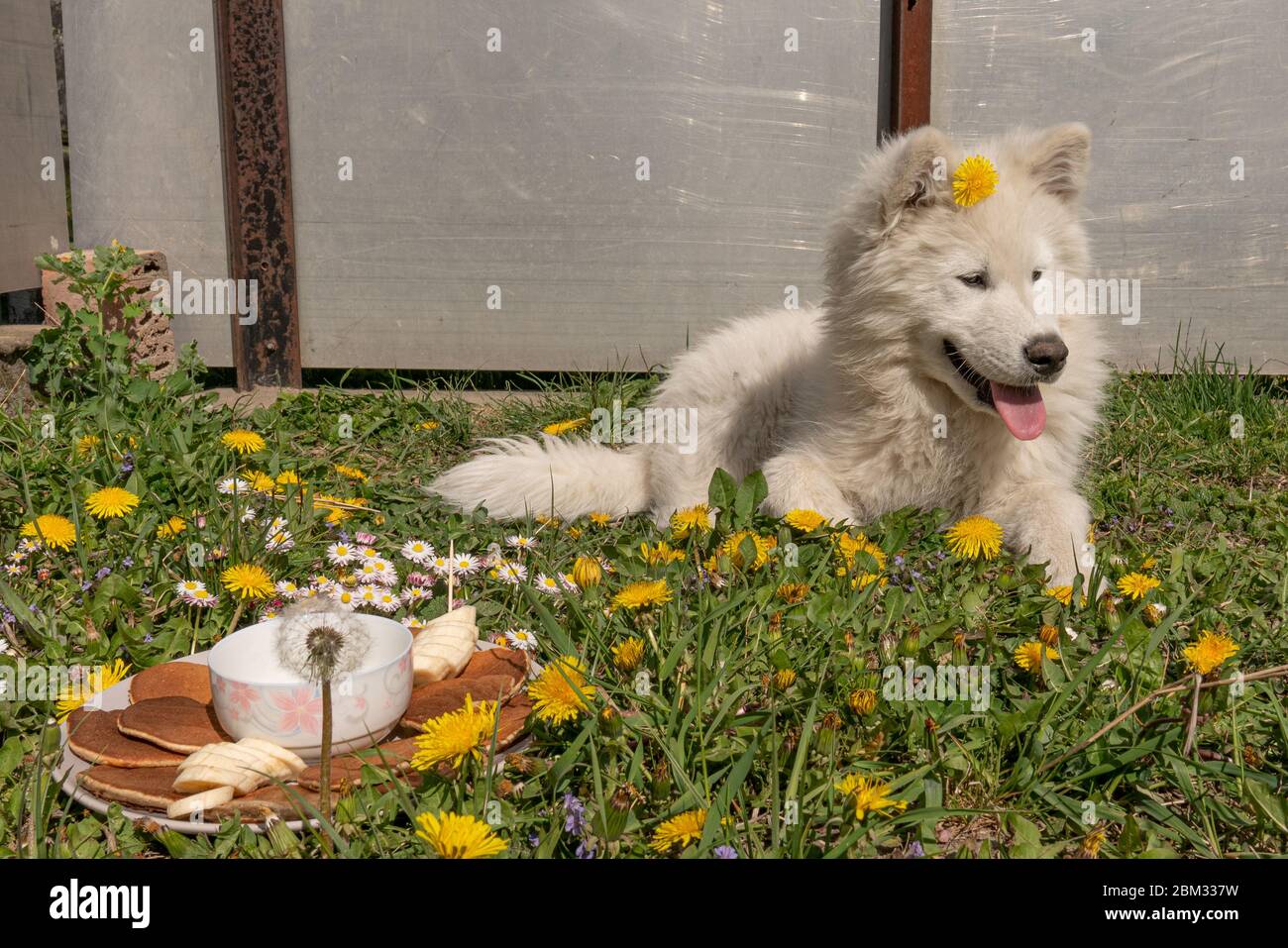 Spring morning in the village, samoyed dog lies on the green grass near ...