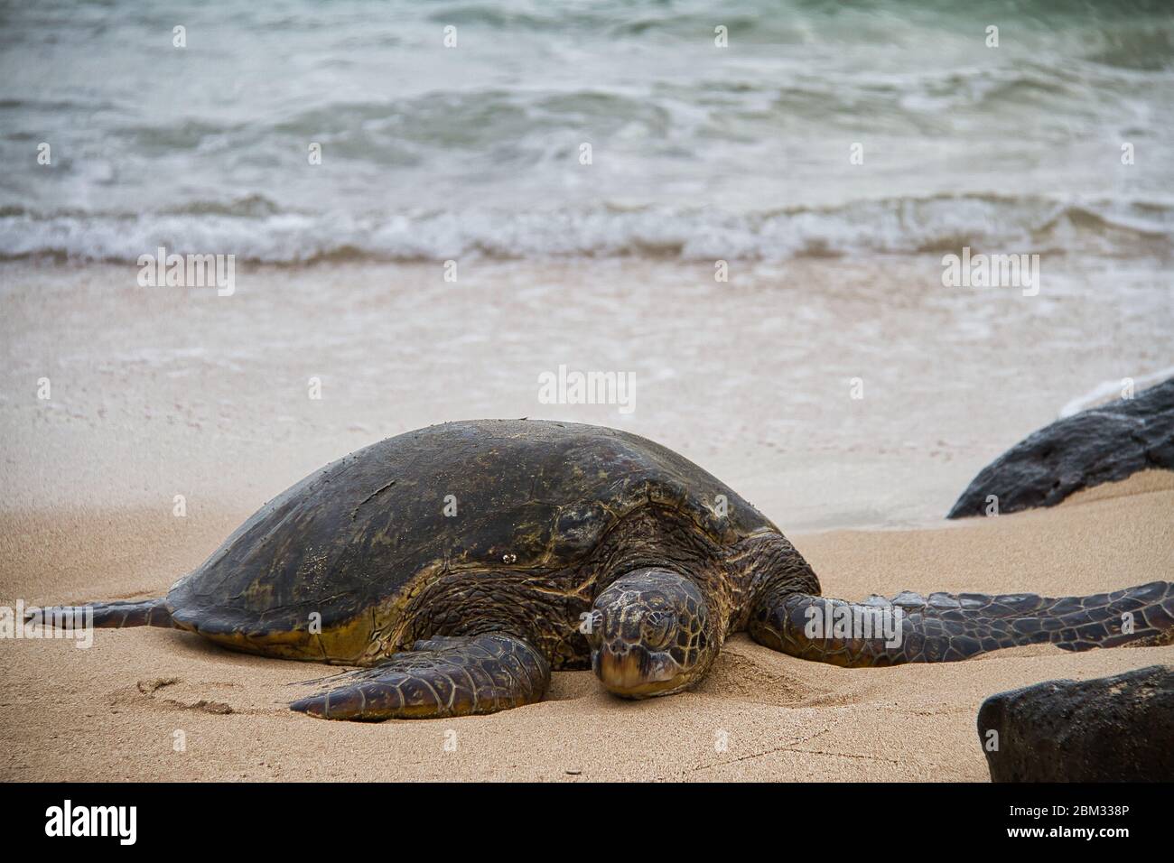 Sea Turtle Resting on the Beach Stock Photo - Alamy