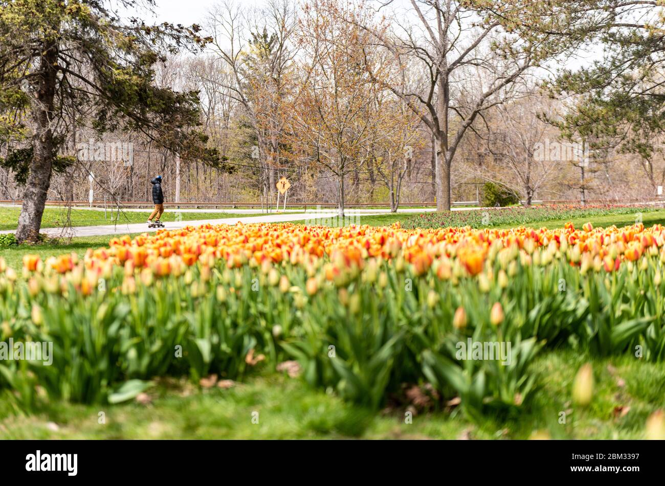 London Ontario Springbank park Spring Tulips Stock Photo - Alamy