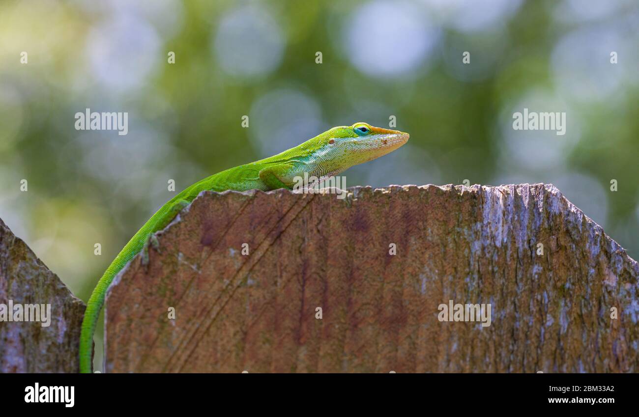 Texas wildlife hi-res stock photography and images - Alamy
