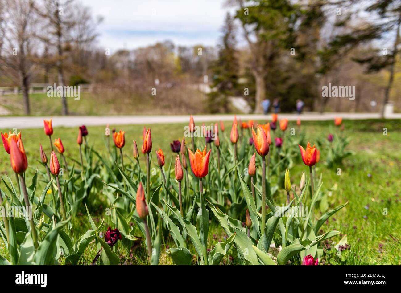 Springbank park london hi-res stock photography and images - Alamy