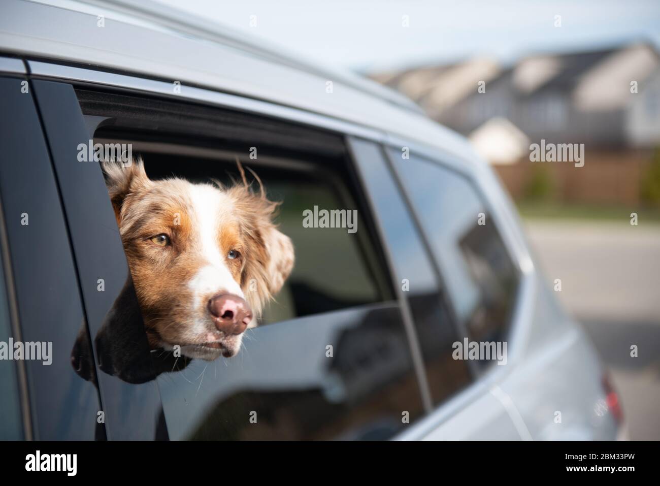 Dogs looking out the car window from the back seat Stock Photo - Alamy