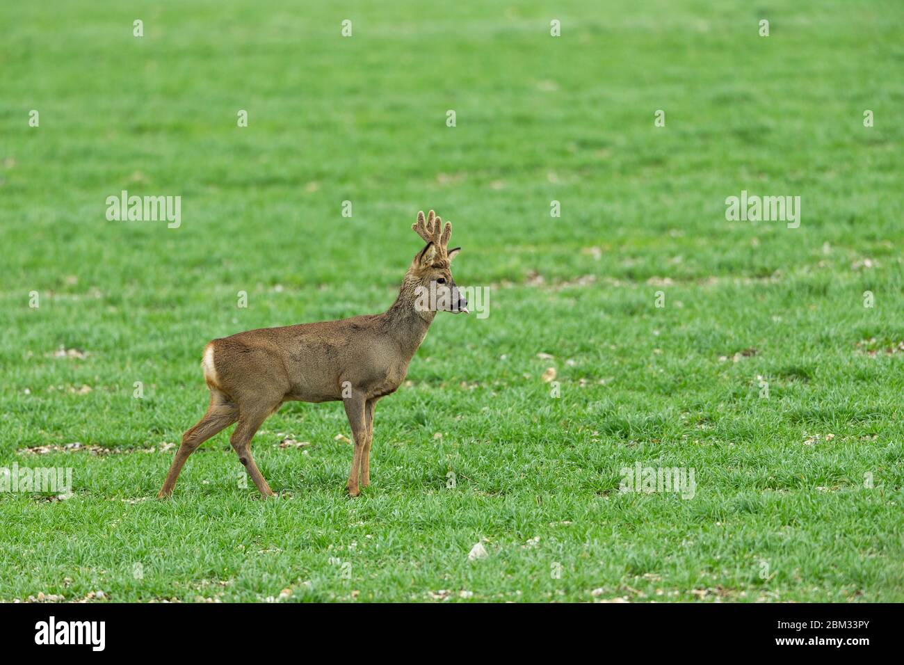 Scenting deer capreolus capreolus hi-res stock photography and images ...