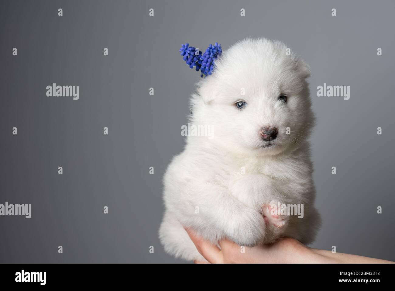 Samoyed puppy with blue flower looking at the camera, isolated on grey ...