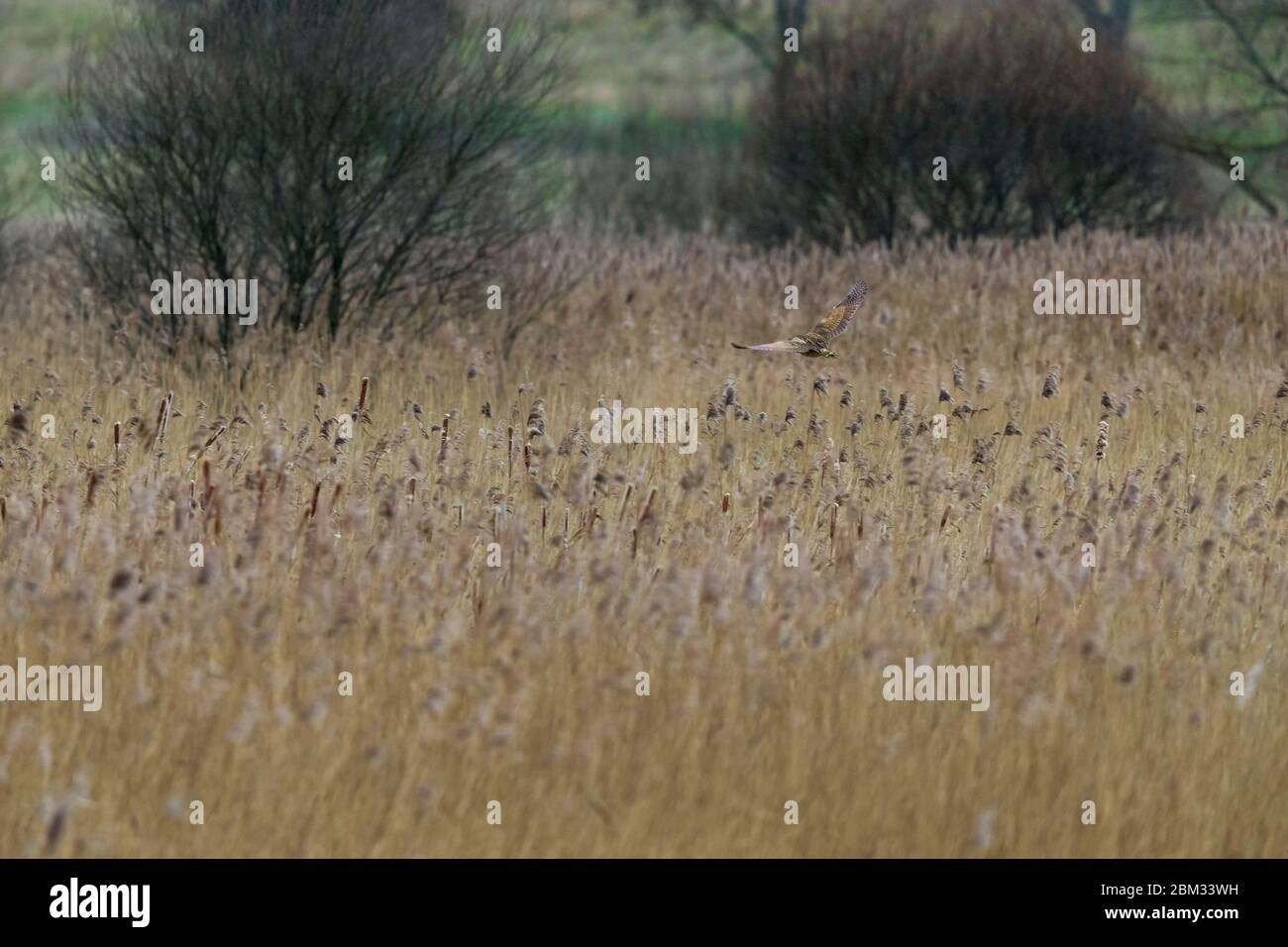 Bitterns ham wall hi-res stock photography and images - Alamy