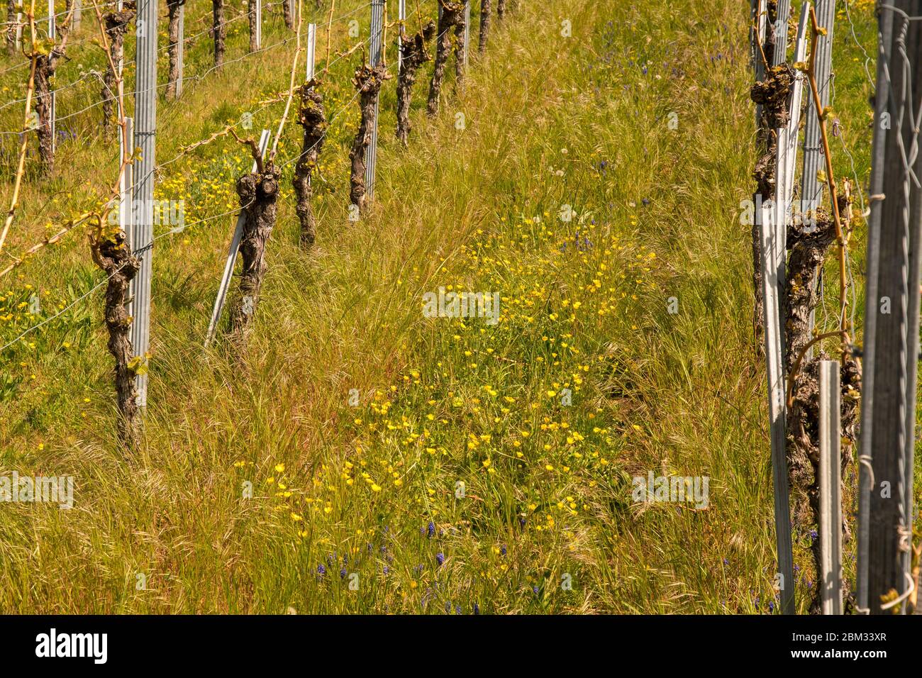 Vines with tall grass and weeds Stock Photo - Alamy