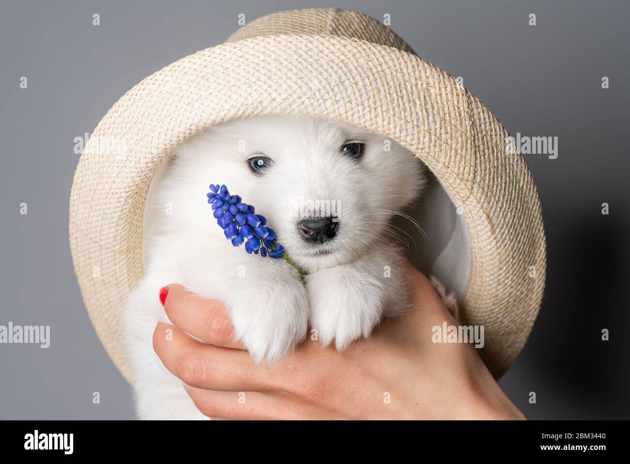 Close up portrait of a cute samoyed puppy in hat who holds blue flower ...