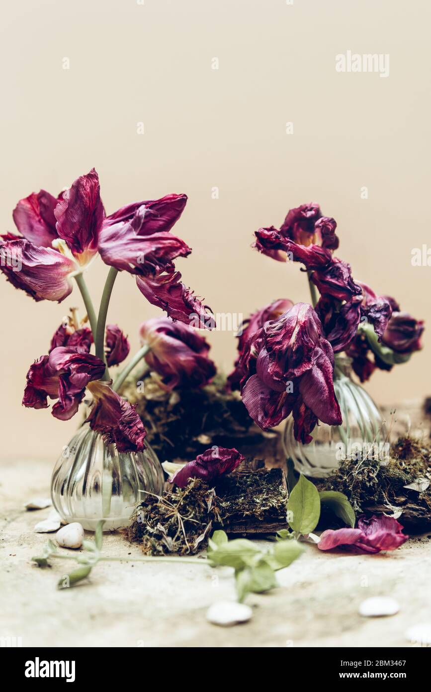 Art Composition with Nature Materials Stock Photo - Alamy