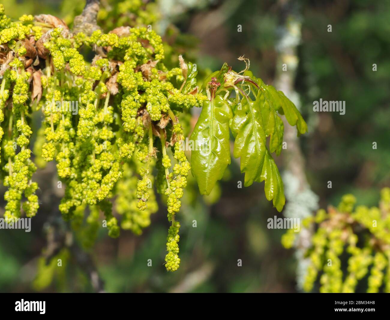 Oak tree catkins hi-res stock photography and images - Alamy