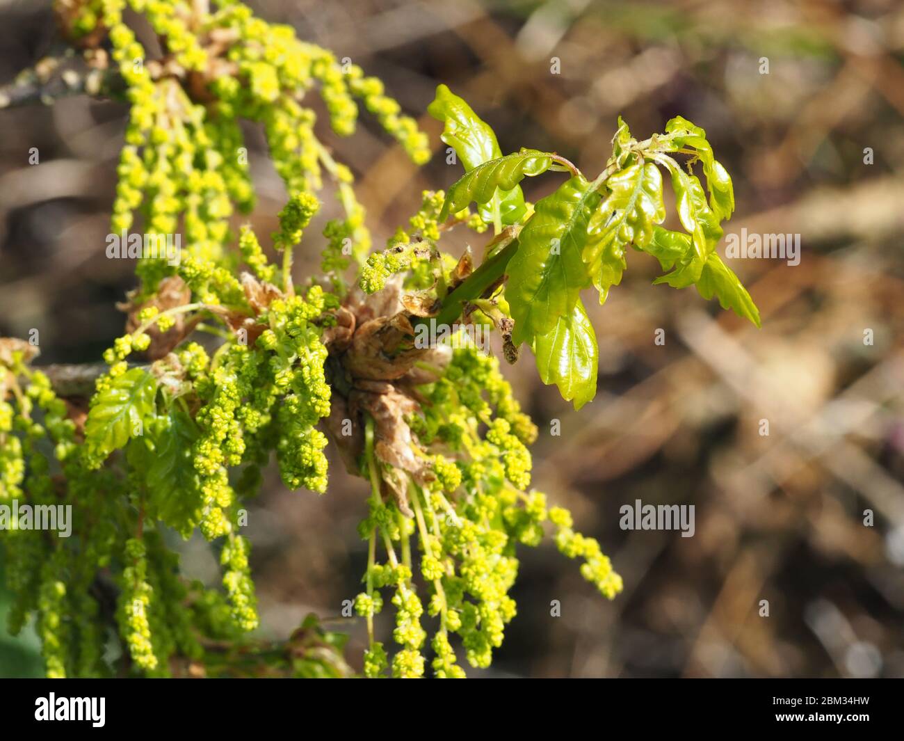 Sessile oak hi-res stock photography and images - Alamy