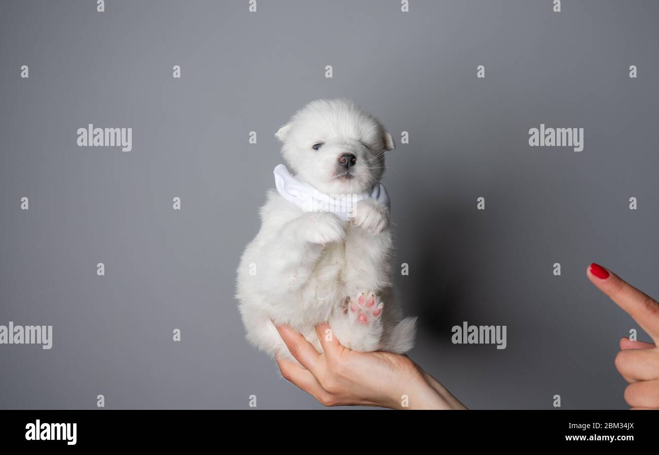 Female finger pointing at the white samoyed puppy in mask Stock Photo ...