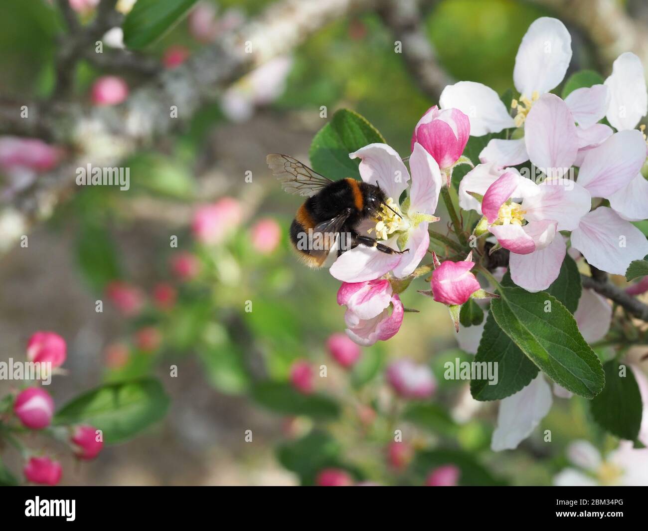 Buff tail bumblebee hi-res stock photography and images - Alamy