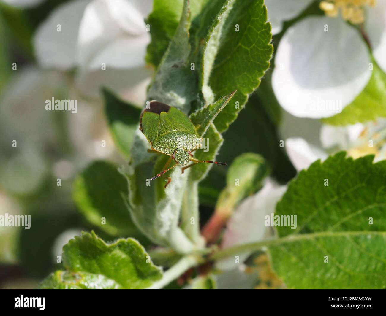 Green apple bugs hi-res stock photography and images - Alamy