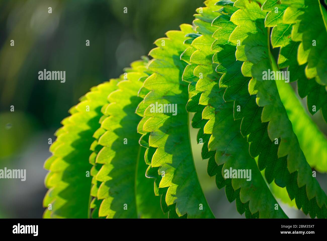 natural background with spring flowers Stock Photo - Alamy