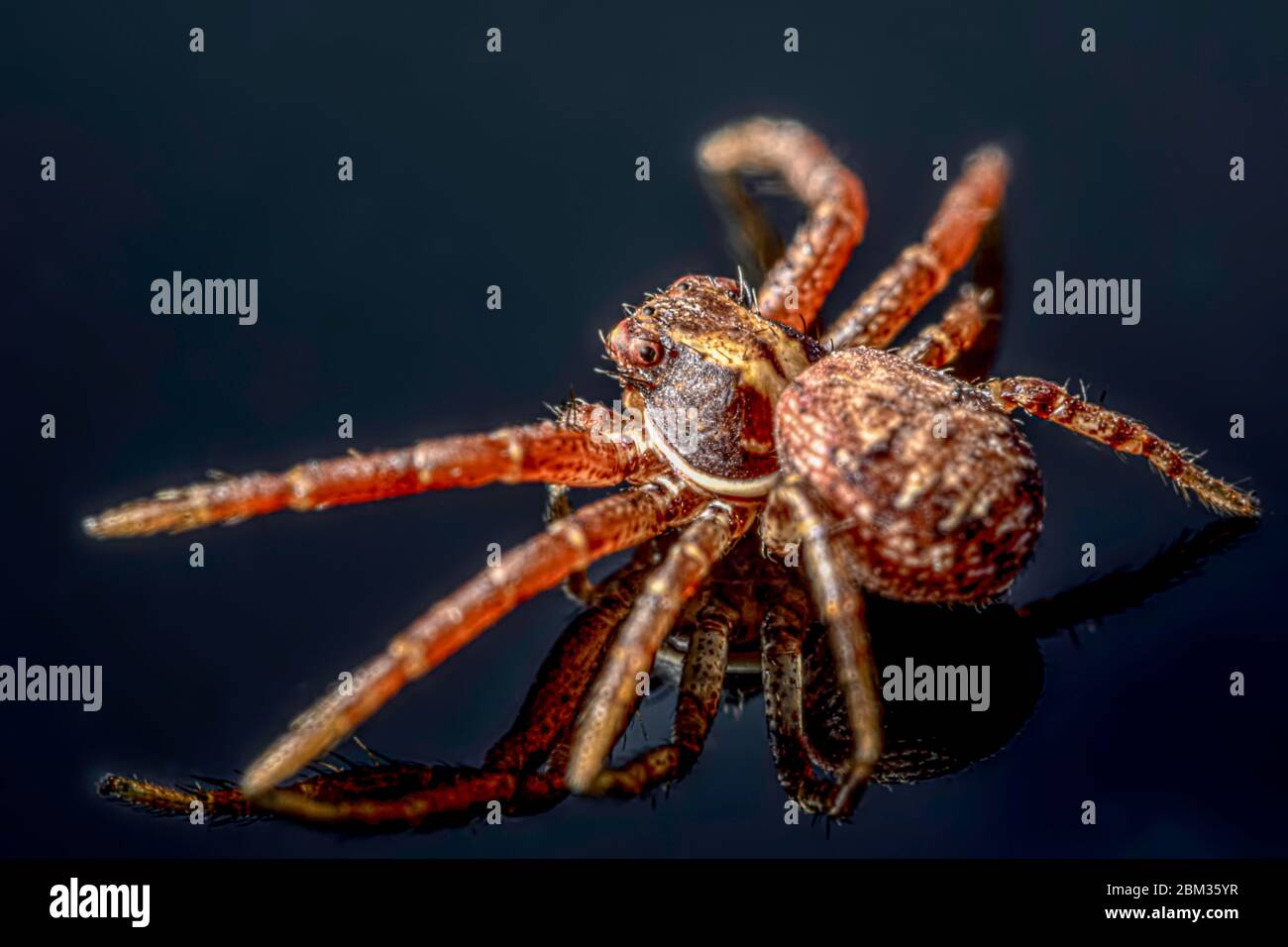 The common crab spider on black background ( Xysticus cristatus ...