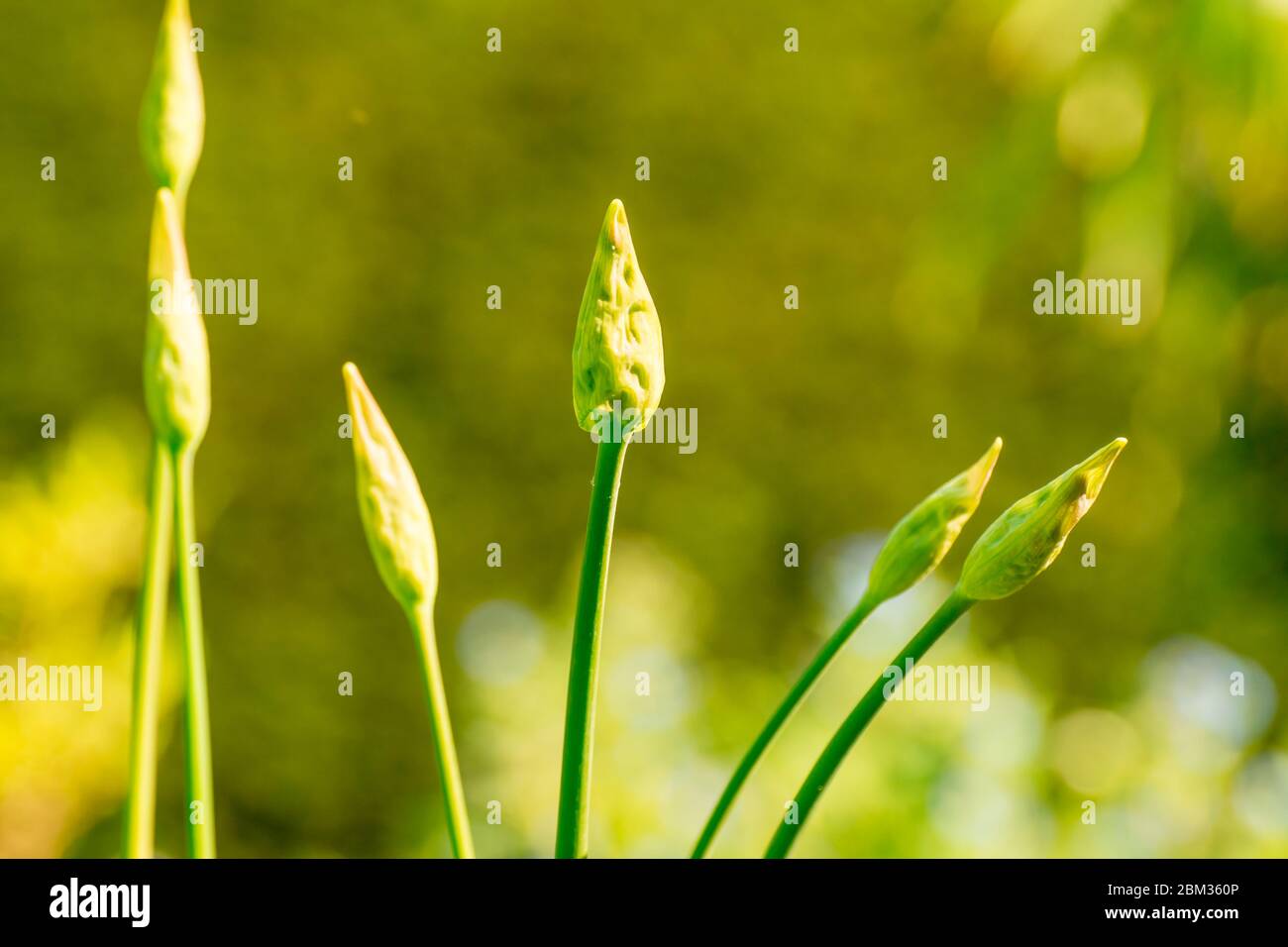 natural background with spring flowers Stock Photo - Alamy