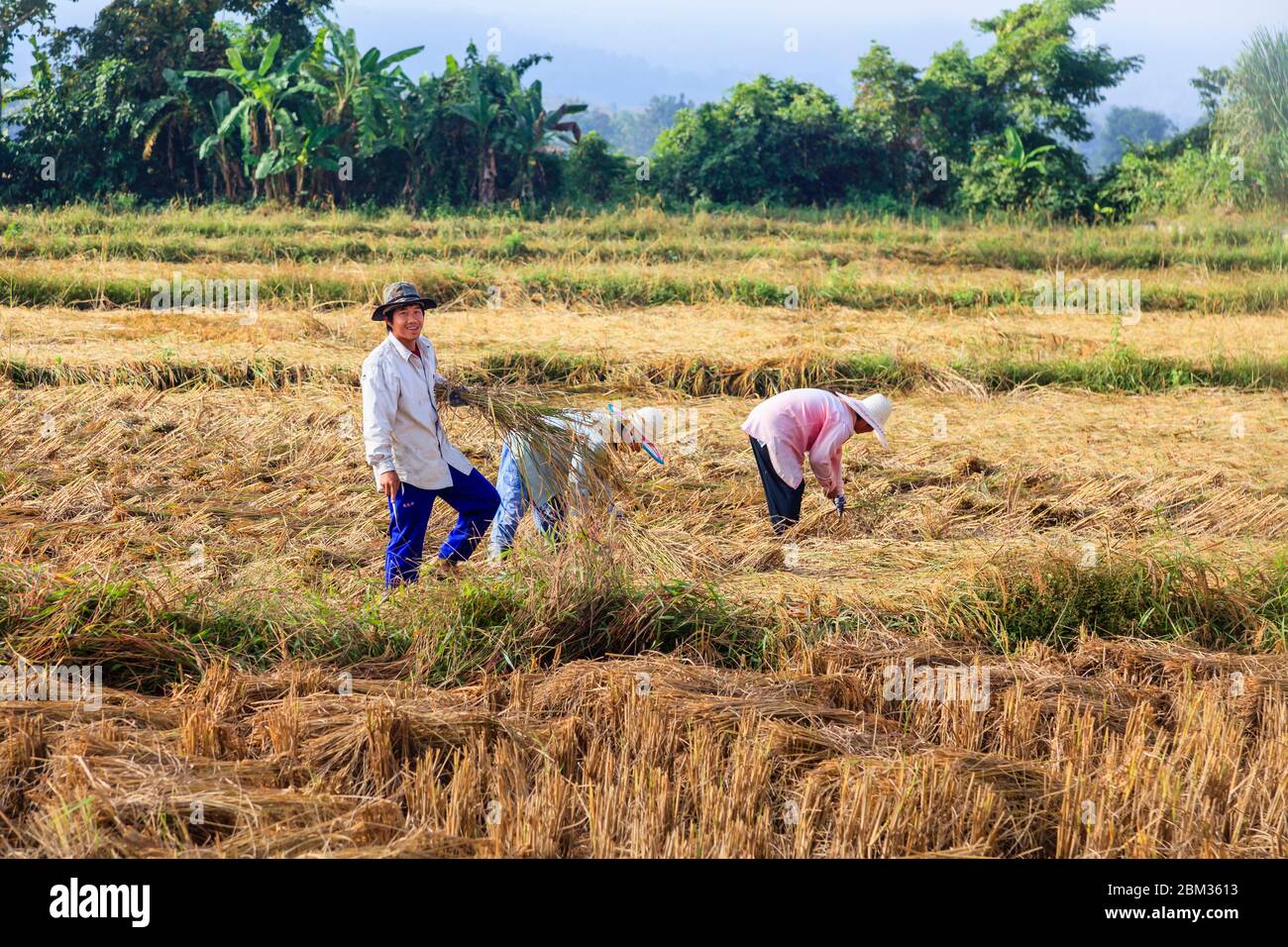 Local villagers work in a paddy field using traditional methods to cut ...