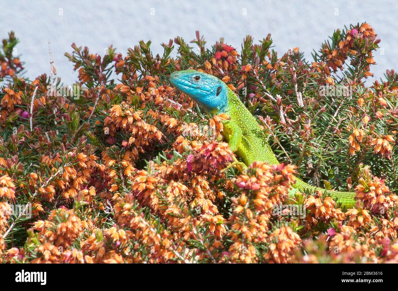 Beautiful european green lizard (Lacerta viridis) crawling out from a ...