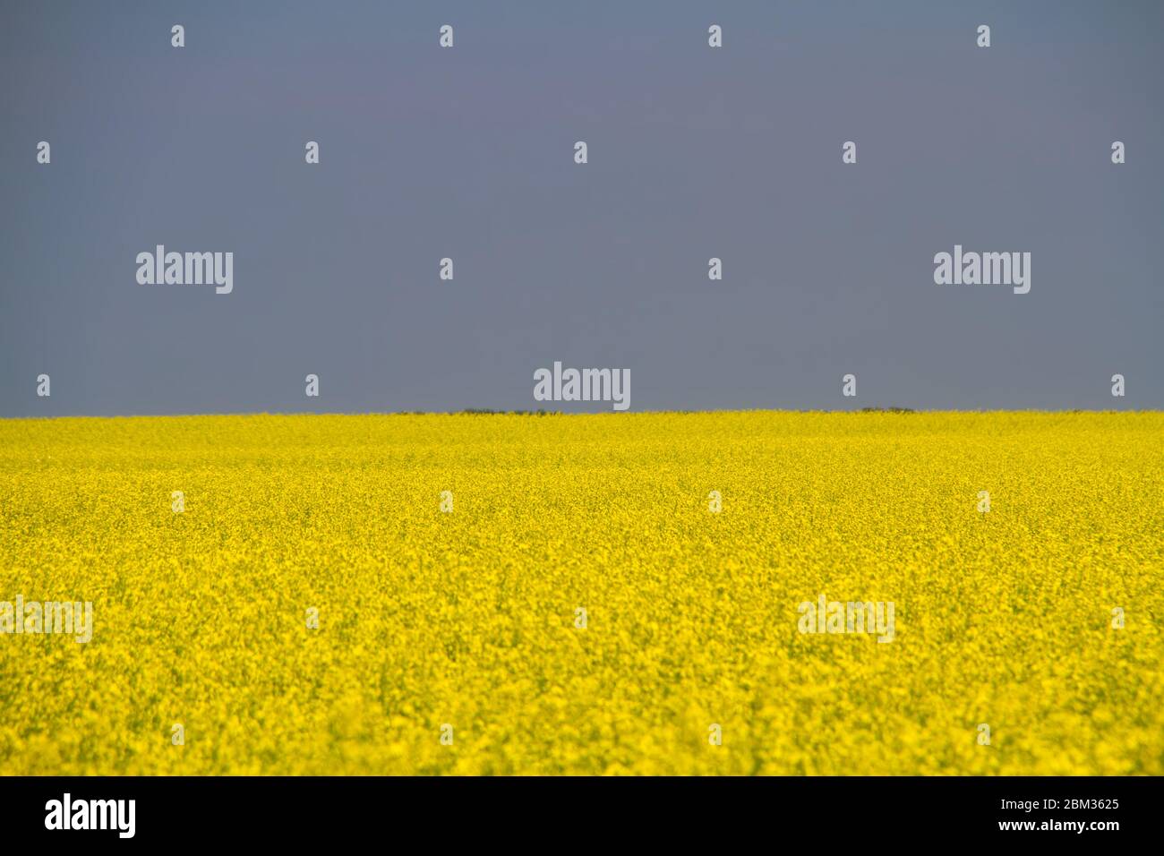 Field of Yellow in the plains of Canada Stock Photo - Alamy