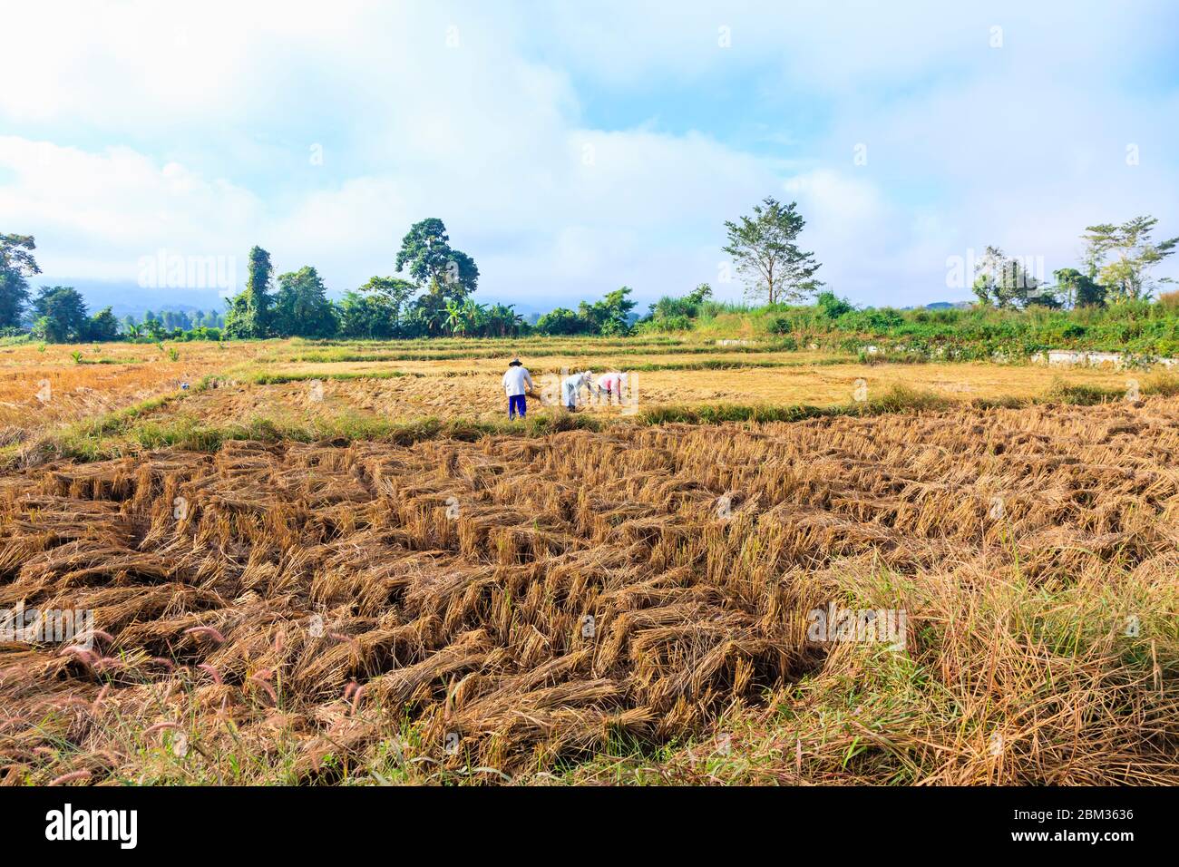 Indigenous paddy hi-res stock photography and images - Alamy