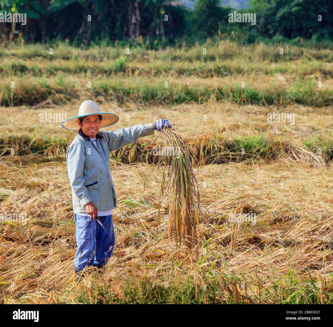 A local villager working in a paddy field using traditional methods ...