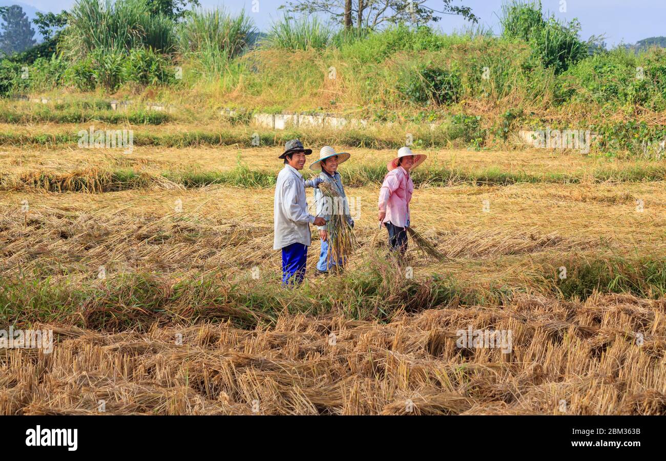 Local villagers work in a paddy field using traditional methods to cut ...