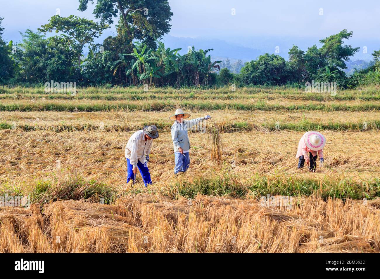 Sheaf of paddy hi-res stock photography and images - Alamy